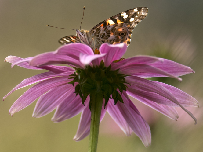 Julie Jacobson: Celebrating the pollinators of Nebraska
