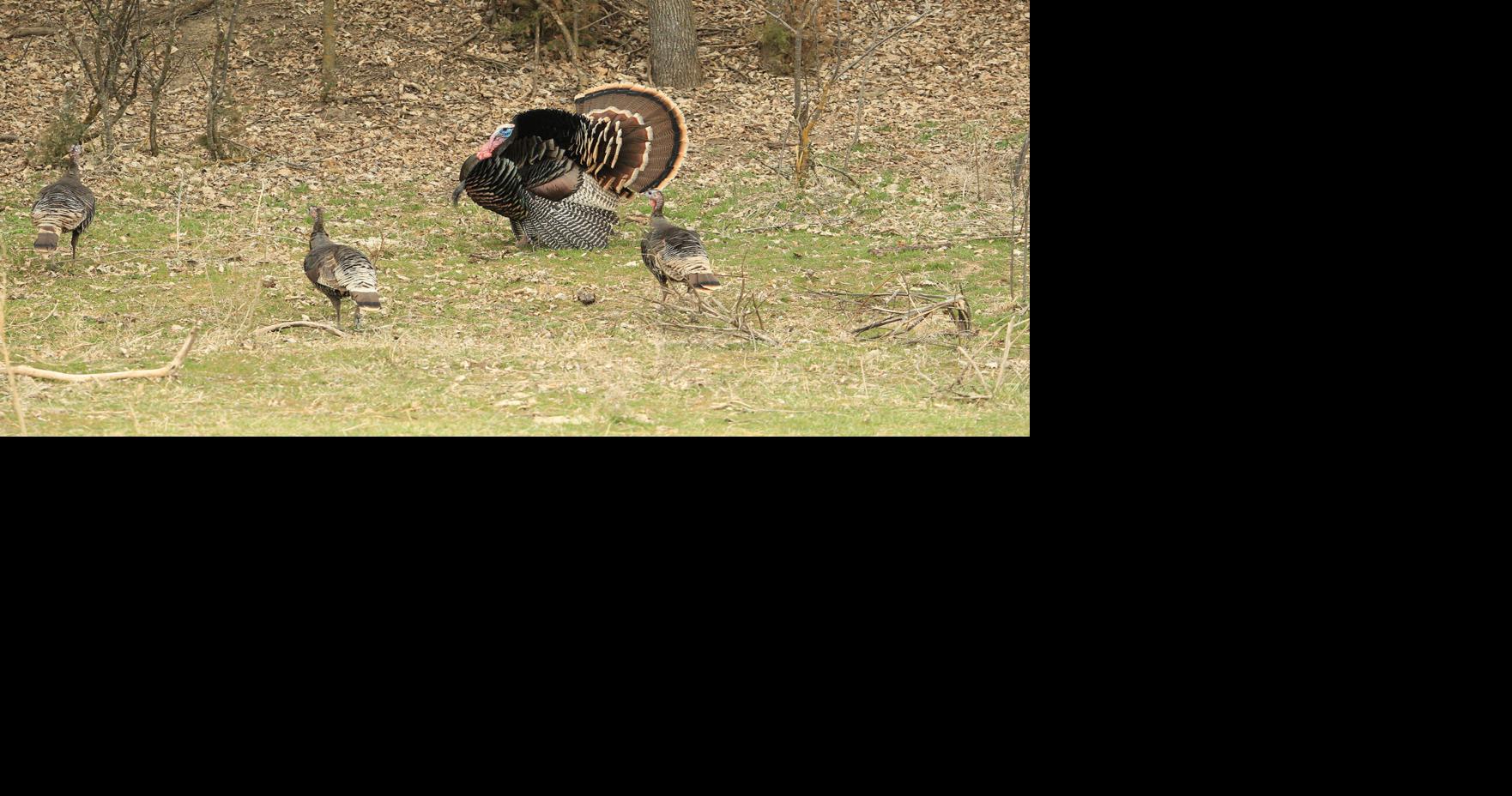 Julie Geiser: Prepare for the archery turkey season