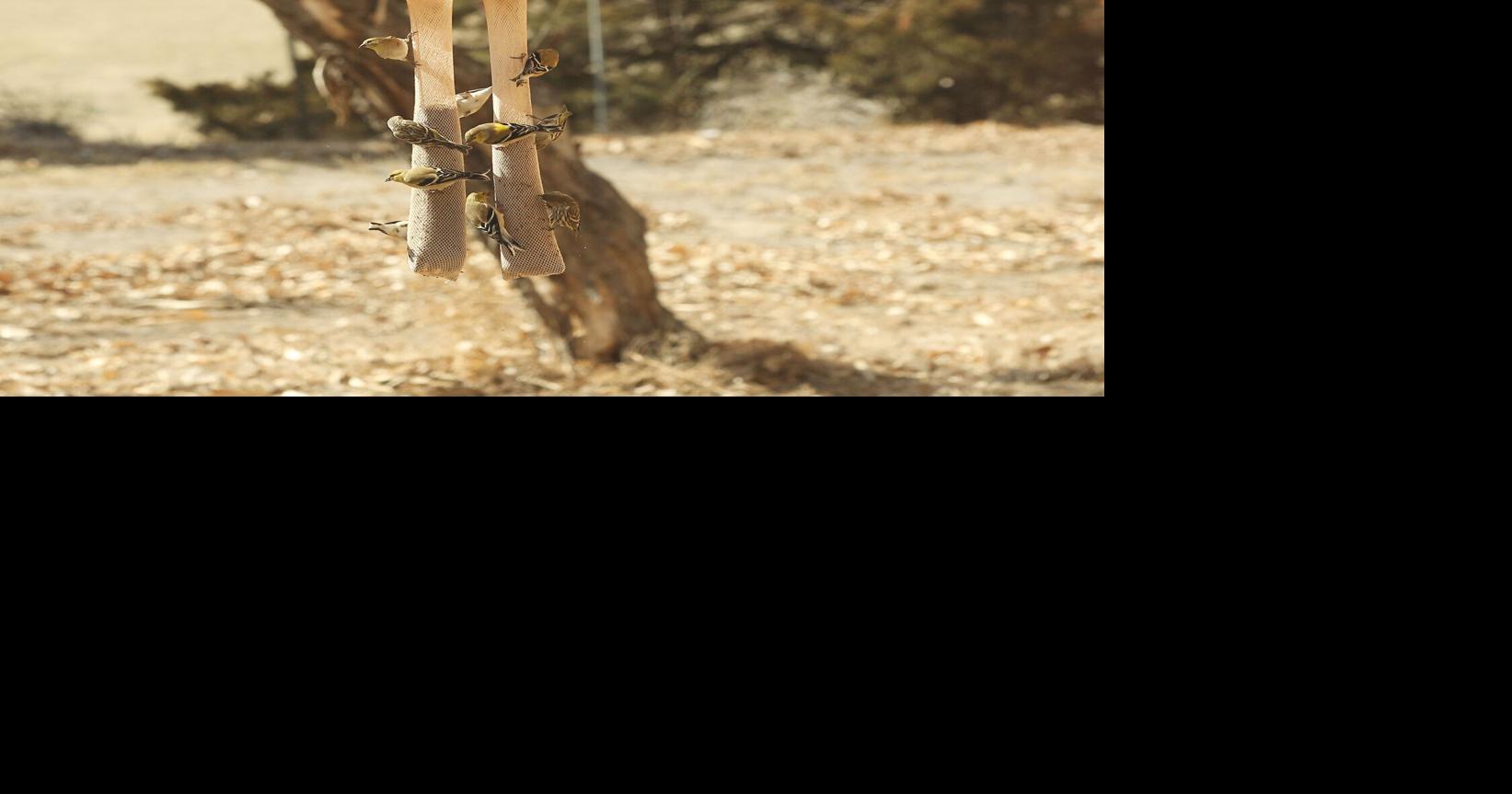 Julie Geiser: Provide food and water for backyard birds