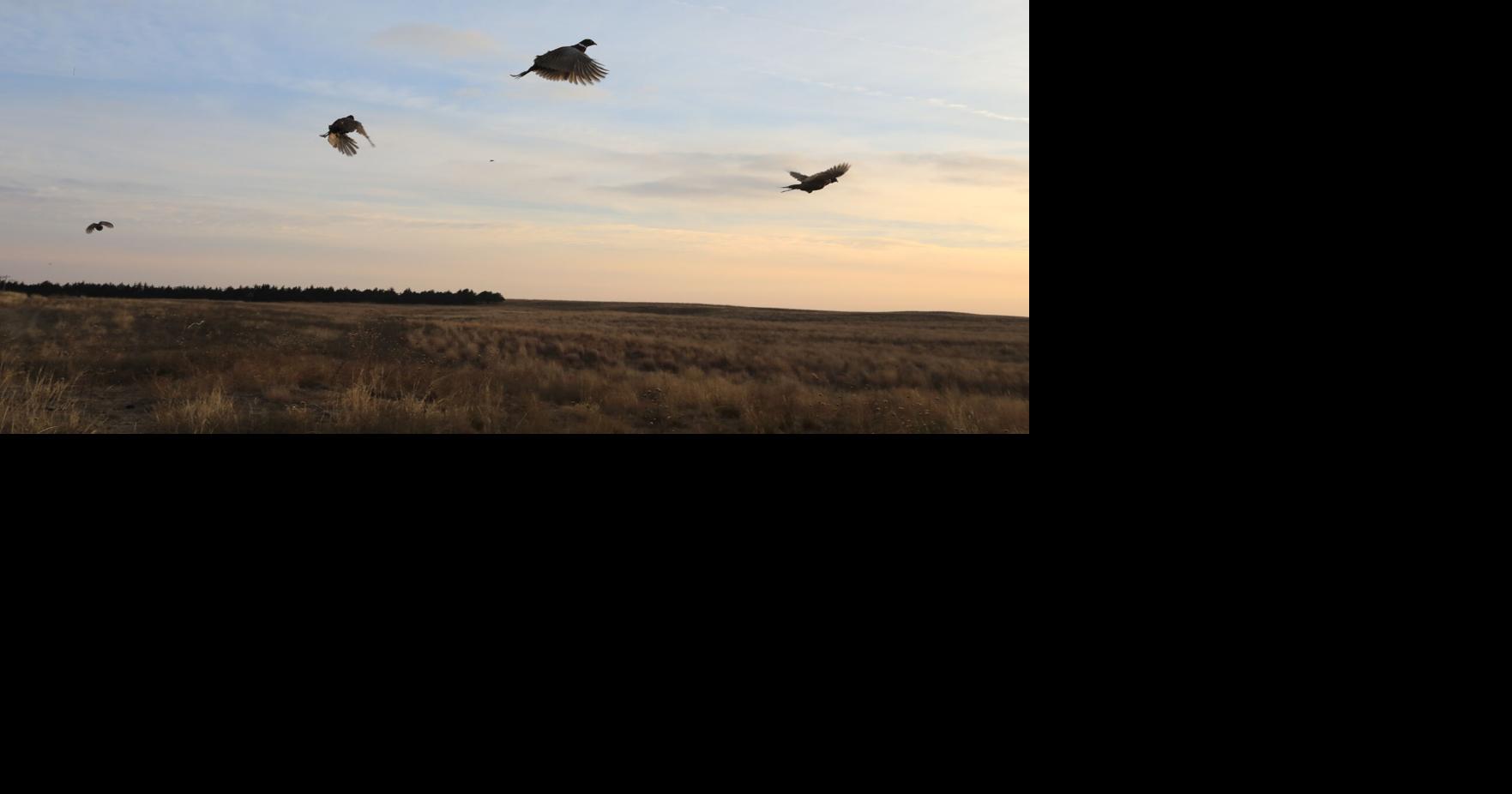 Julie Geiser: Pheasants Forever hosting annual banquet Saturday
