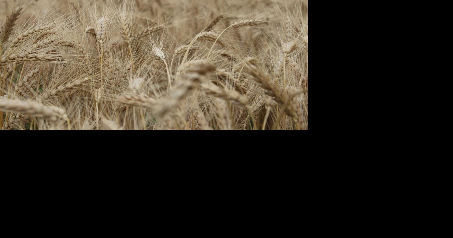 Wheat harvest, corn and soybean crops progressing