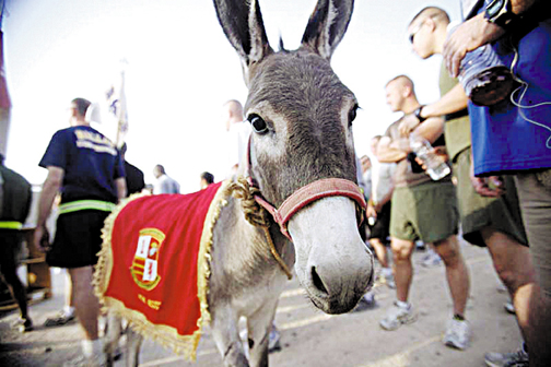 Faithful 'battle buddy' passes away on ranch