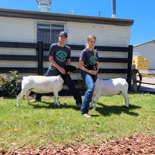 Sheep cooperate, eventually, for show at Lincoln County Fair