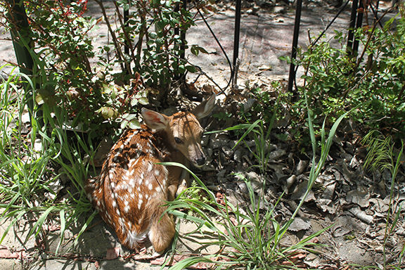 It's fawn season: Don't touch!