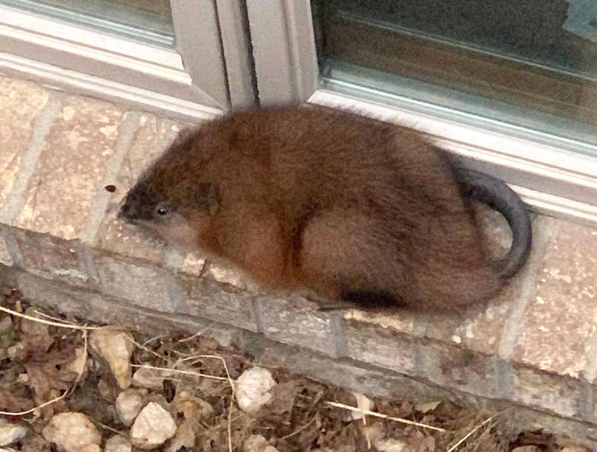 Rick Windham: What kind of critter is that?