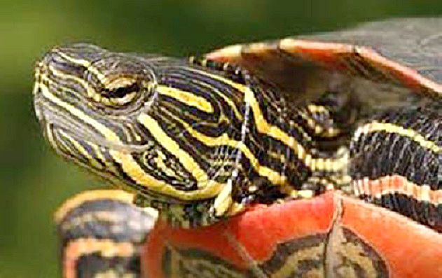 Windham: Careful — that dark bump in the road might be a turtle