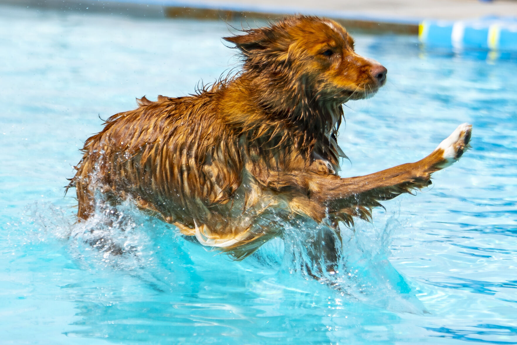 Photos: Paws 4 Fun hosts dock diving competition at spring kickoff party