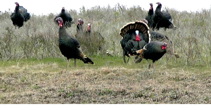 Rick Windham: Countdown to Nebraska’s spring turkey season is on