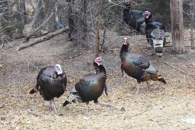 Spring turkey season starts this month