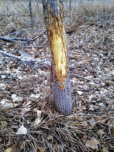 What are buck rubs and what do they mean?