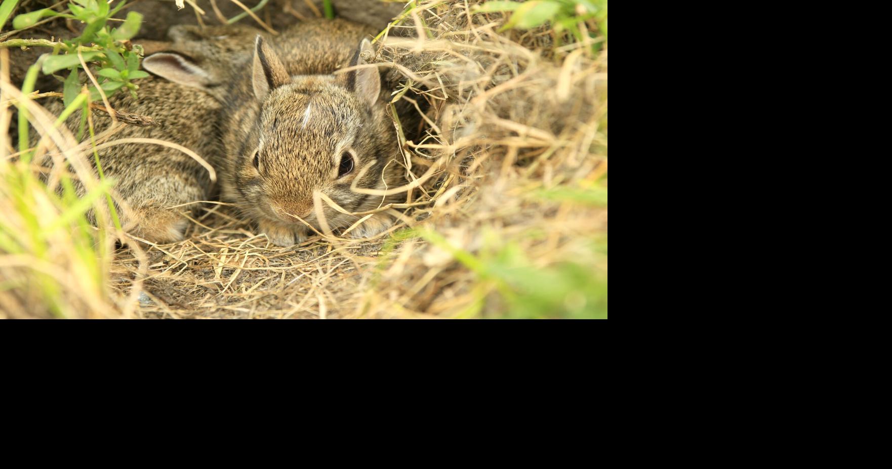 Geiser: Leave wild animal babies alone