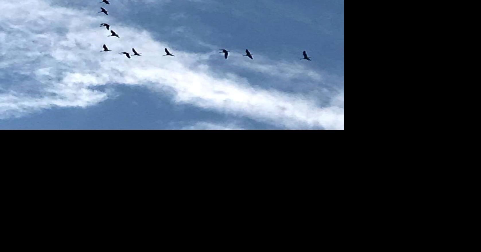 Rick Windham: Sandhill cranes returning to the Platte valleys