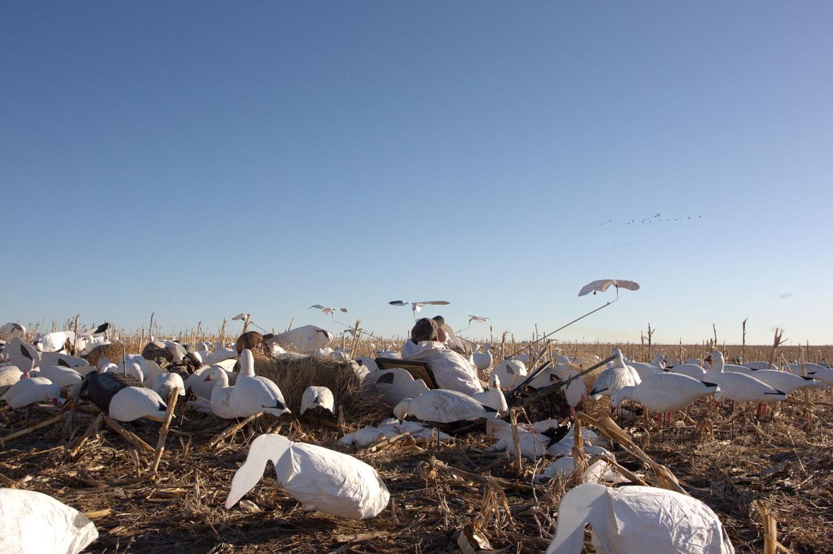 Geiser: Goose conservation order season begins