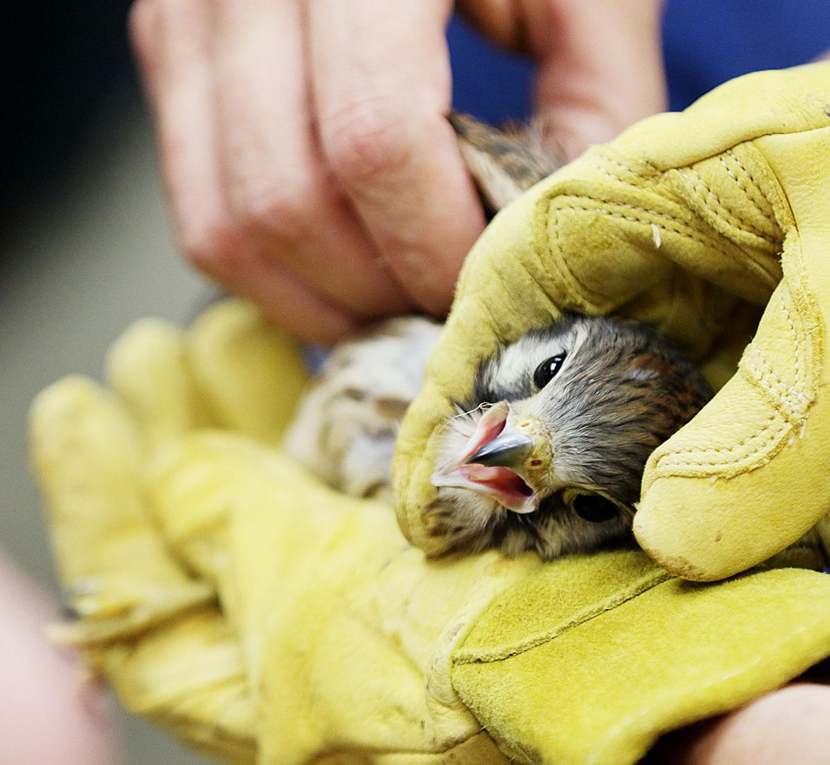 Volunteers learn to handle birds of prey