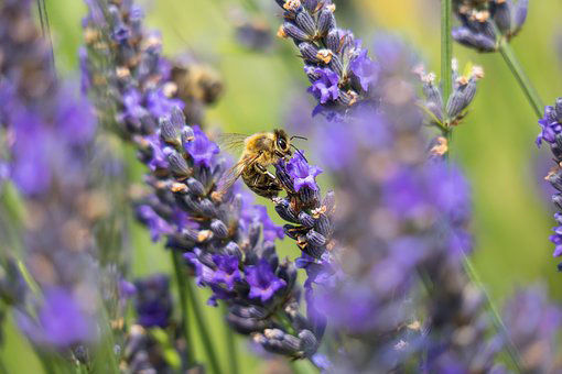 Jacobson: ‘Bee’ thankful for pollinators