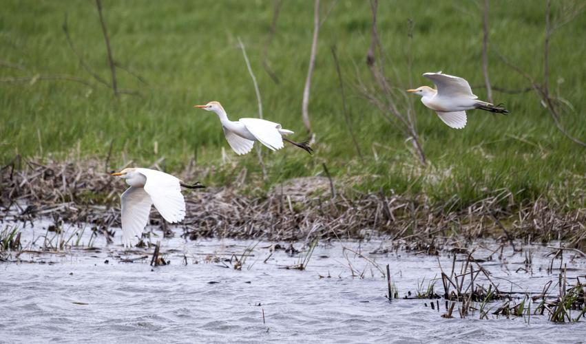 Julie Geiser: Help non-game species with tax donations