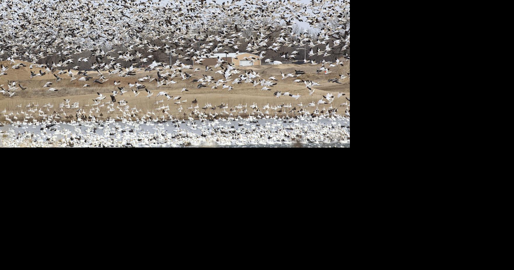 Julie Geiser: Light goose conservation order season begins