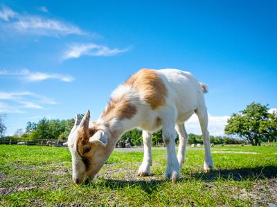 Ruminating on grain overload: Avoiding rumen acidosis