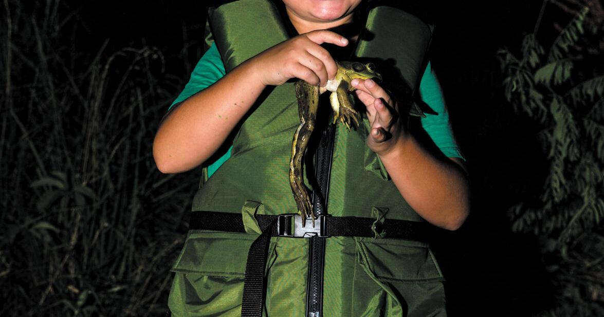 Geiser: Hunt the shorelines for American bullfrogs
