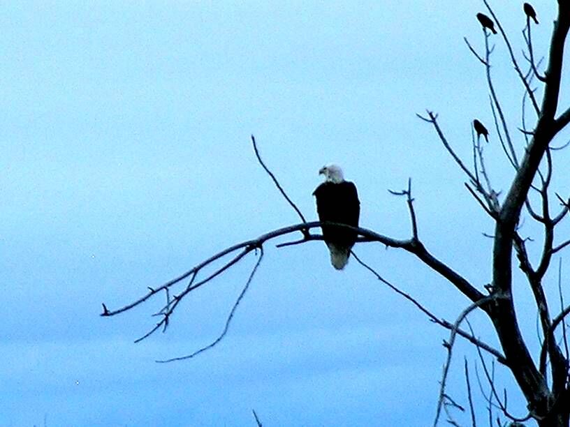 Rick Windham: More eagles in Nebraska now than any other time of year