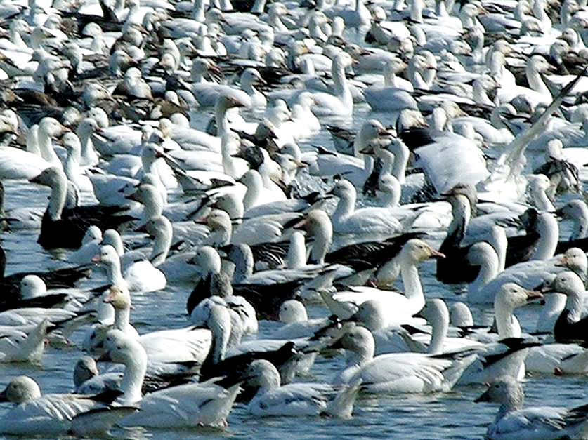 Light Goose Conservation season set for Nebraska