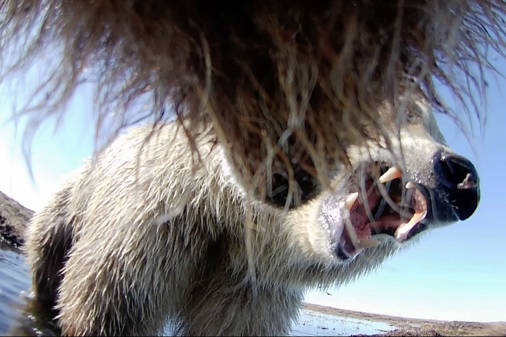 Collar cams give inside look at lives of Alaskan grizzlies