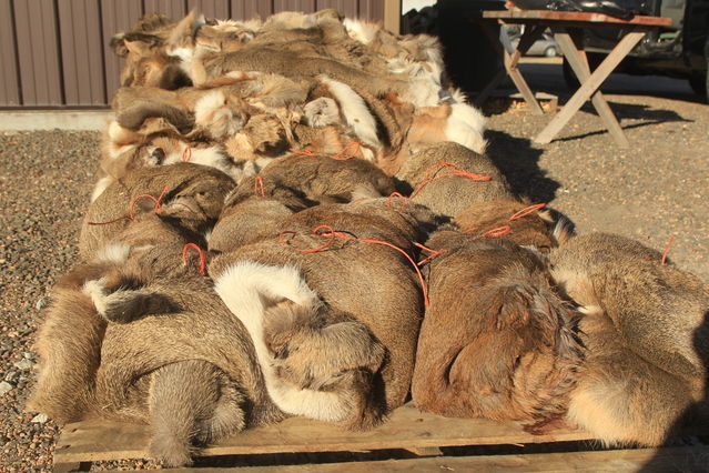 How to properly dispose of game animal carcasses