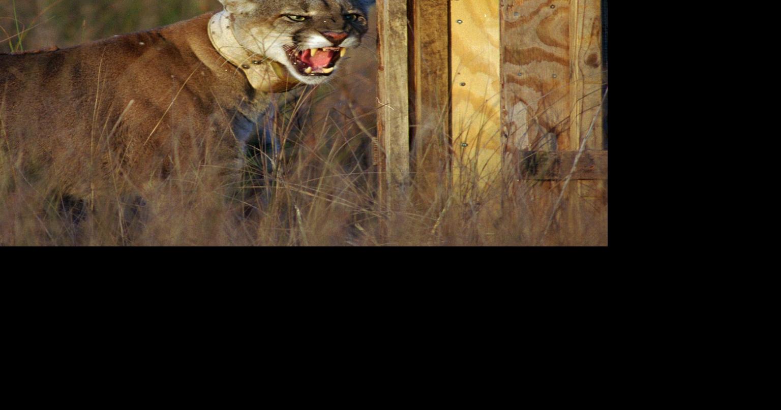 Endangered panthers in Florida are stumbling like they've been poisoned ...