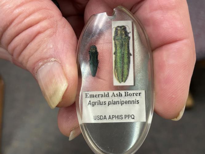 City of North Platte plans to inform public about emerald ash borer