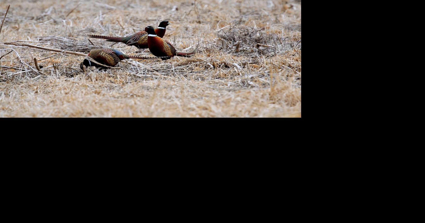 Julie Geiser: Attend the Pheasants Forever banquet and support wildlife
