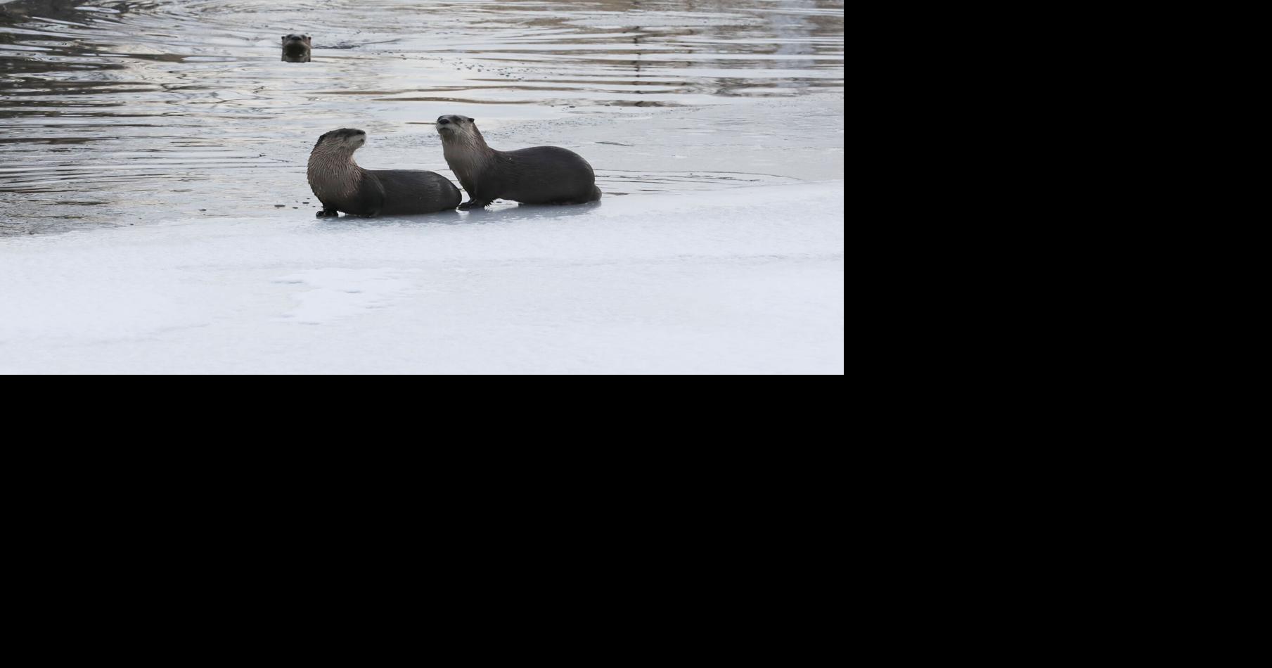 Julie Geiser: Help non-game species with tax donations