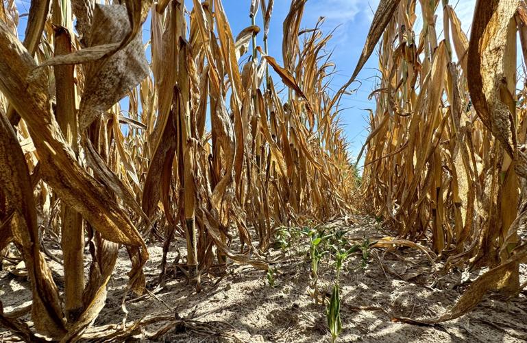 Drought reaches ‘extreme’ level in Columbus County | News | nrcolumbus.com