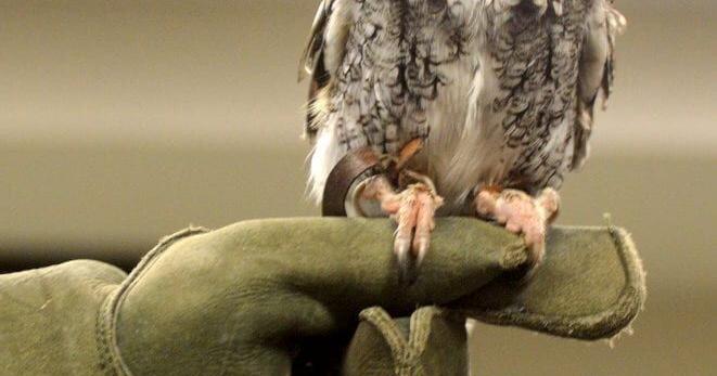 Raptors at the museum | Archives | nrcolumbus.com
