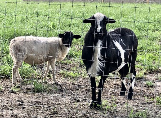 Rental getaway welcomes visitors to working family farm in Whiteville ...
