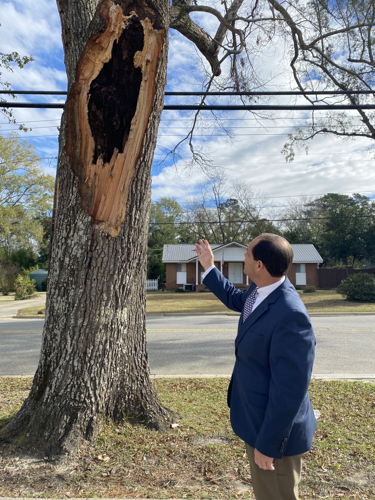 ‘Too far gone’ – safety might force removal of aging trees in front of ...
