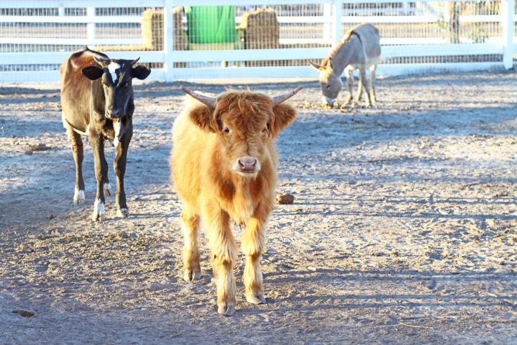 Boondocks Adventure Farm brings interactive outdoor fun to Nakina ...