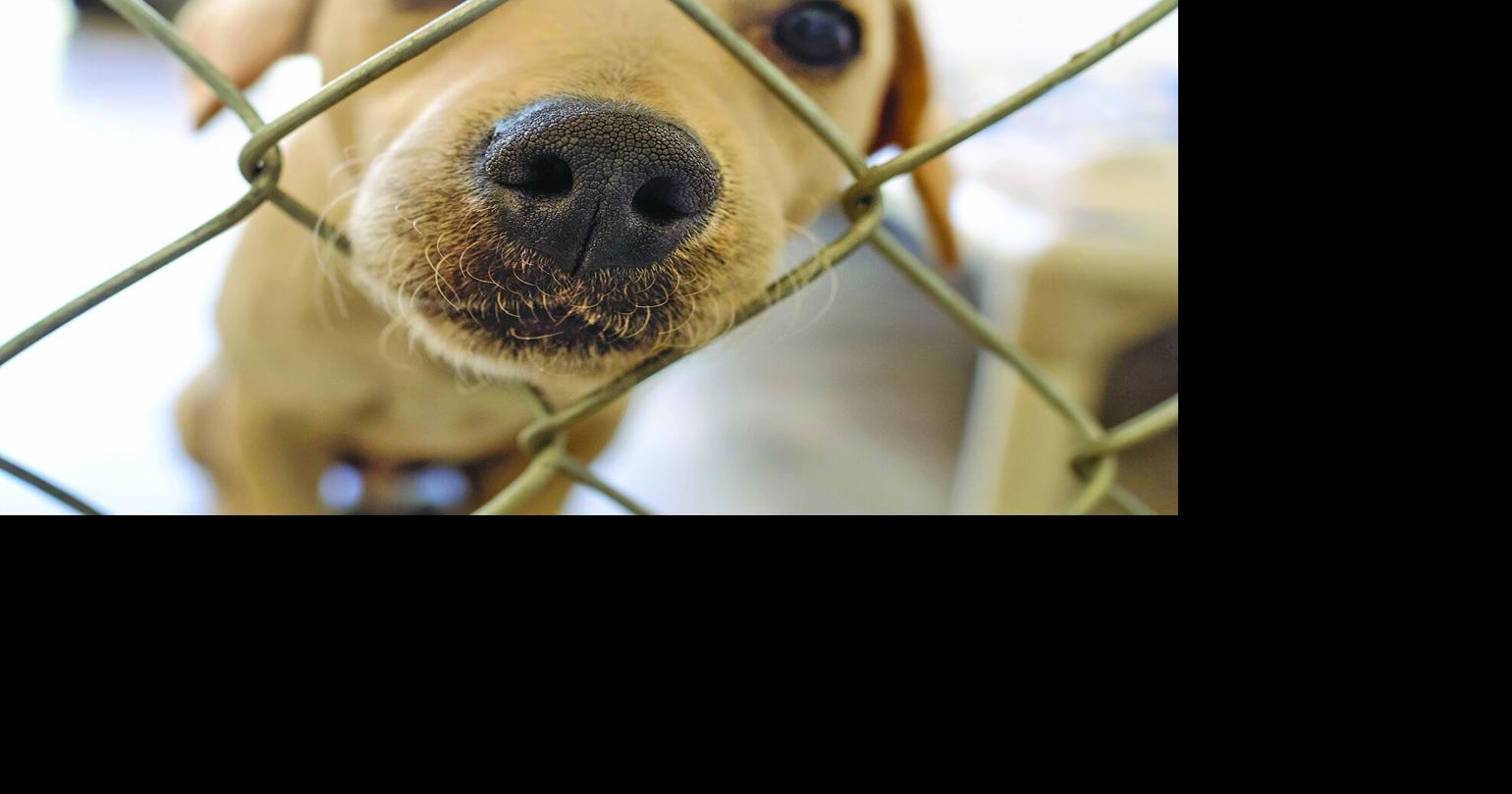 Tabor City rolls out animal tethering ordinance | Ethics | nrcolumbus.com