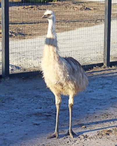 Boondocks Adventure Farm brings interactive outdoor fun to Nakina ...