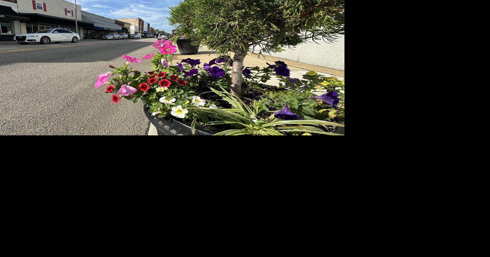 ‘Bandits’ help themselves to flowers from downtown planters | News ...