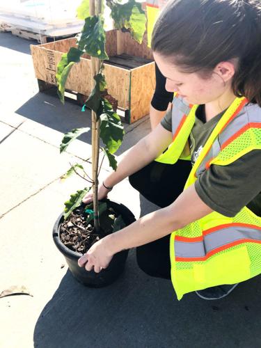 Denton's 20th Annual Community Tree Give-Away is keeping Denton ...