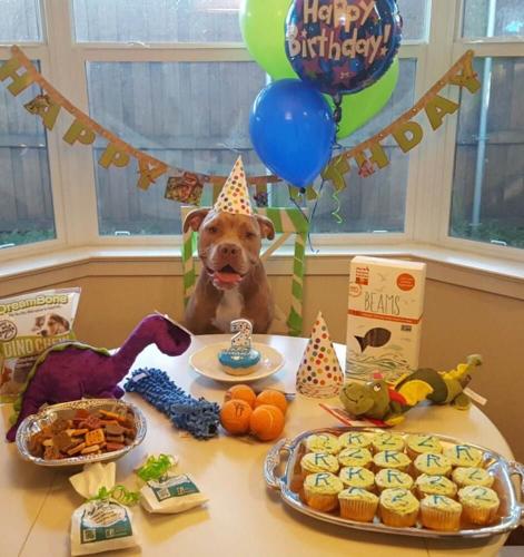 Denton Animal Shelter faces max capacity through the summer | Arts ...