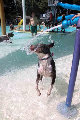 4-legged friends, local vendors make a splash at Dog Days of Denton, V ...