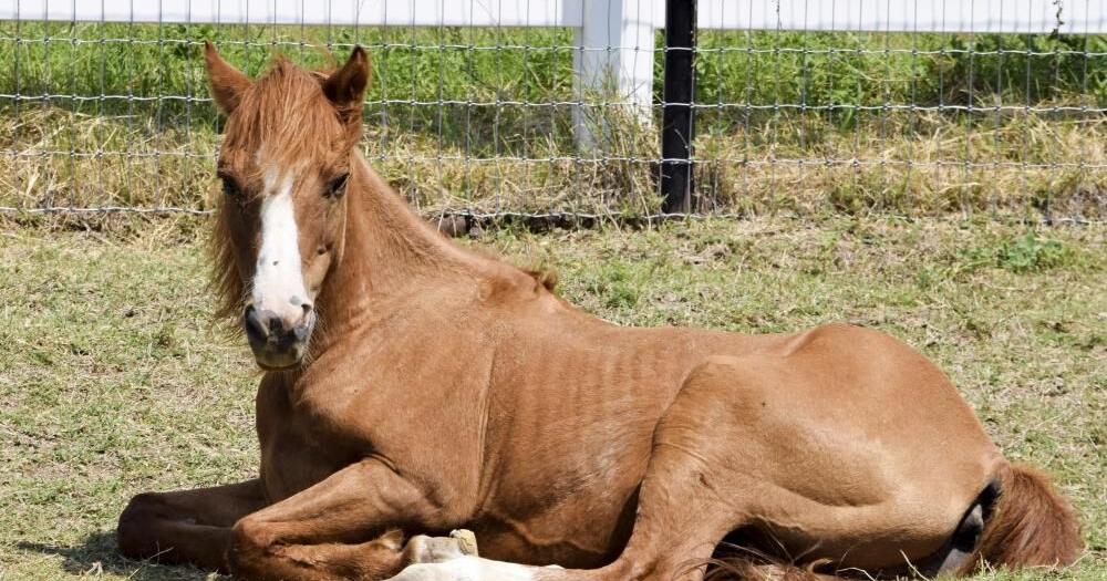 Animal sanctuary provides rehabilitation for both humans and farm life ...