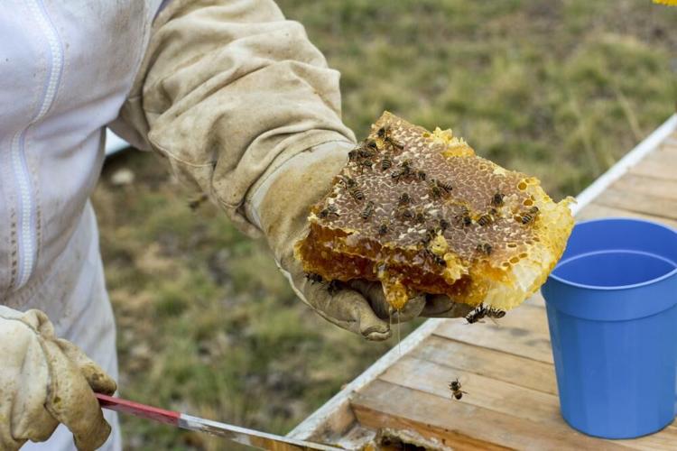 Soul Honey "bee-lieves" in the power of bees | Arts & Life | ntdaily.com