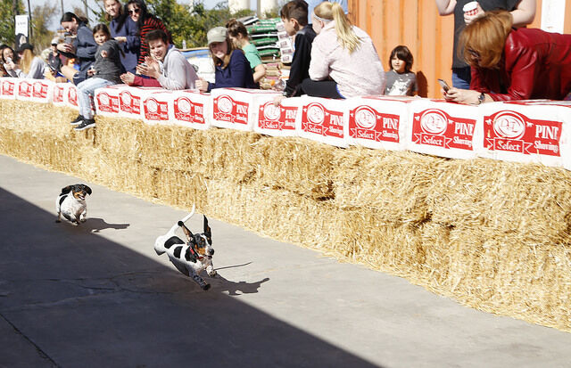 Dachshunds dominate Denton's Annual Weenie Dog Race | Arts & Life ...