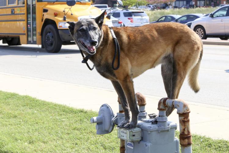 Dog trainer has a paw-sitive impact on humans and their four-legged ...