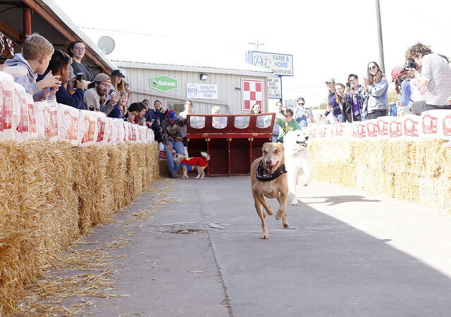Dachshunds dominate Denton's Annual Weenie Dog Race | Arts & Life ...