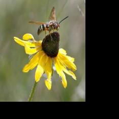 Wasp invasion no reason for alarm