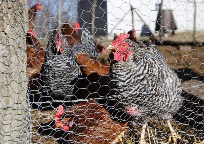 Chellberg Farm celebrates summer solstice