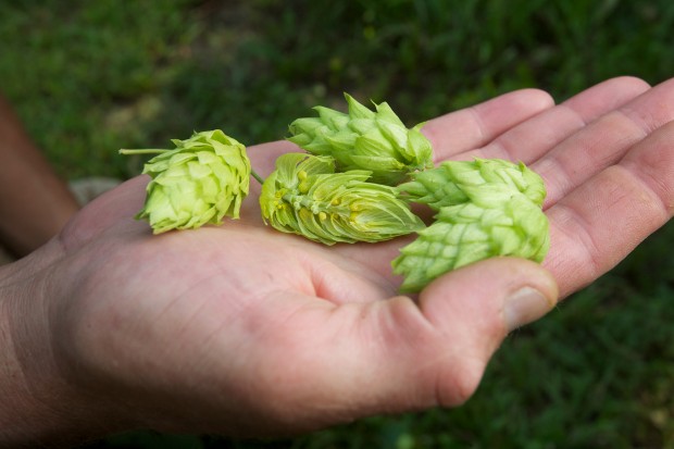 Hops: The freshness behind the flavor